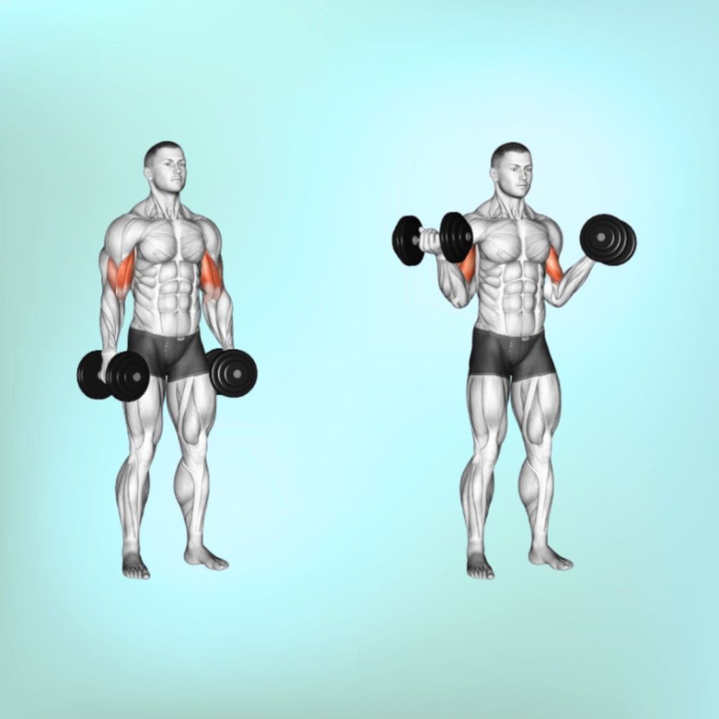 Dumbbell Workout Plan For Beginners To Build Muscle At Home
