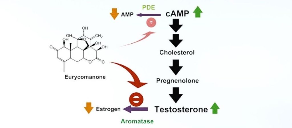 LJ100 Vs Tongkat Ali: What Are The Differences? Explained